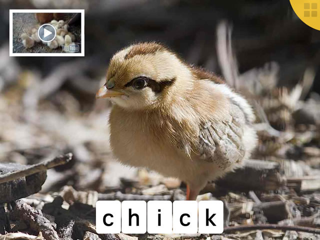 [iPad, iPhone] Mini Adventures – Animals: 260種類以上の動物＆昆虫を写真と動画で楽しもう ...