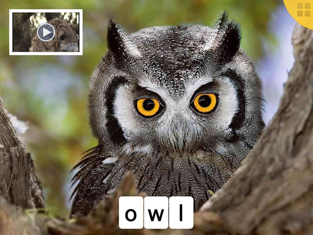 [iPad, iPhone] Mini Adventures – Animals: 260種類以上の動物＆昆虫を写真と動画で楽しもう ...