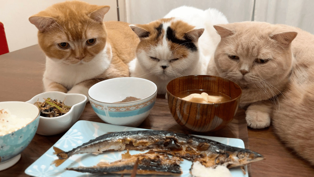 焼き魚に熱視線を送る猫たち 62万いいね連発のtwitterとyoutubeチャンネル「猫は液体みかんとじろうさんち」をご紹介 Appbank