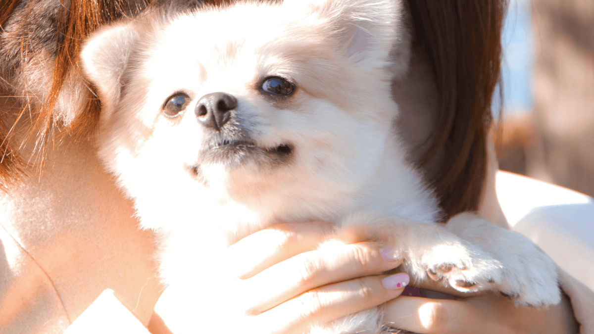 【感動】保護犬の表情が柔らかくなっていく…!! | AppBank