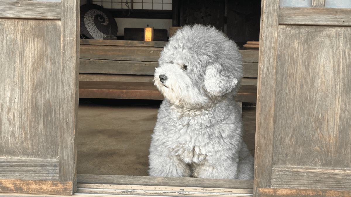 【可愛すぎ♡】玄関開けたらすぐ!? ボリュームMAXのワンちゃんが話題に！ | AppBank