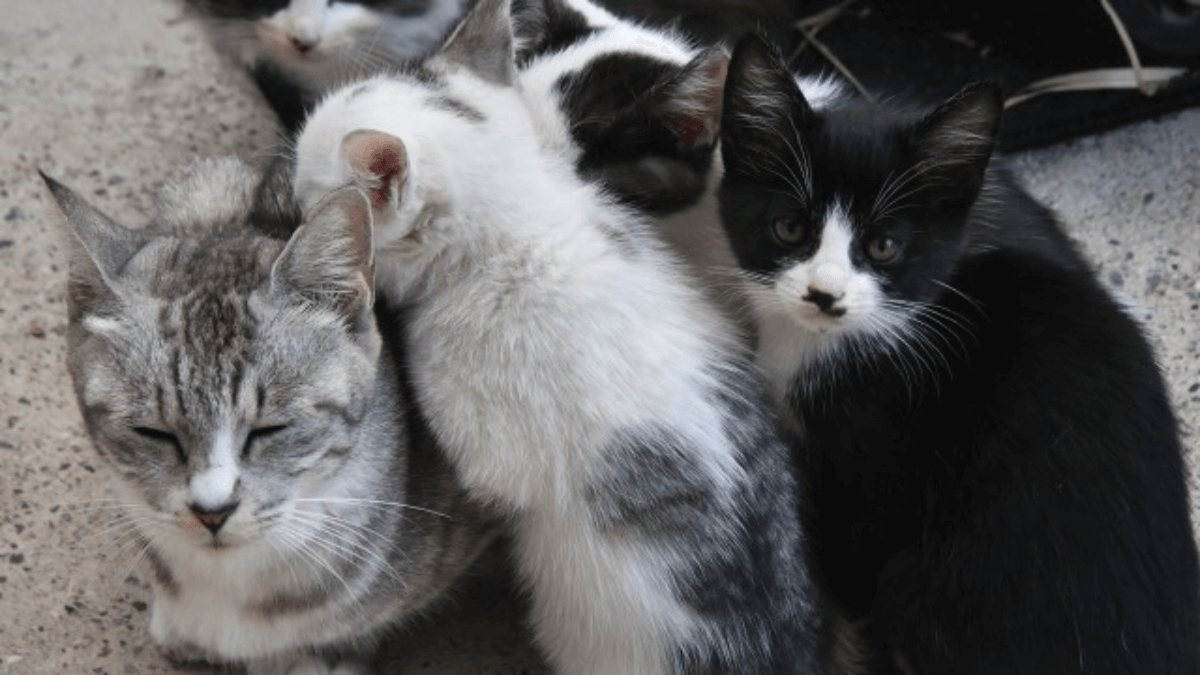 【圧が凄い】お留守番させられた猫ちゃん達！じっと見つめる理由が…w | AppBank