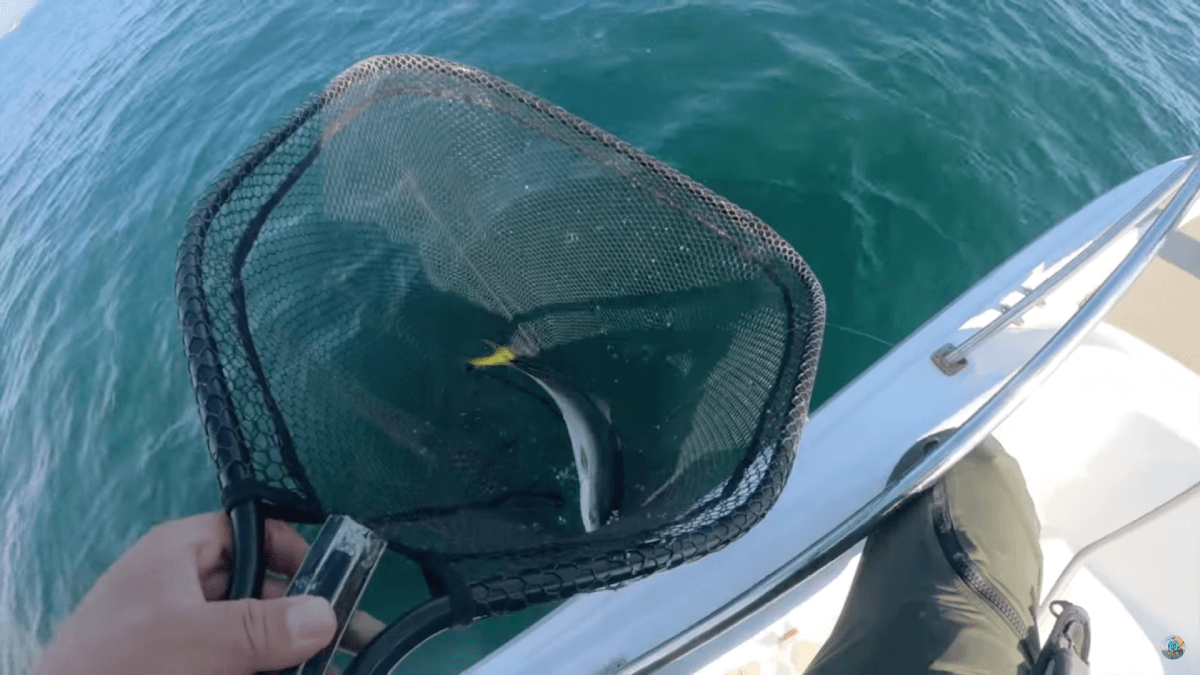 【衝撃映像】青物が爆釣!!〝ジジジ〟と共に大漁の嵐が止まらないw | AppBank