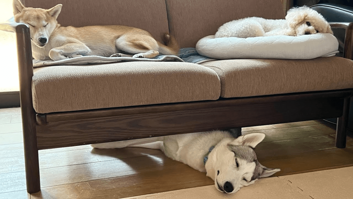 【残酷!?】悲しきヒエラルキーw でもワンコなりの秘密があるようで…!? | AppBank