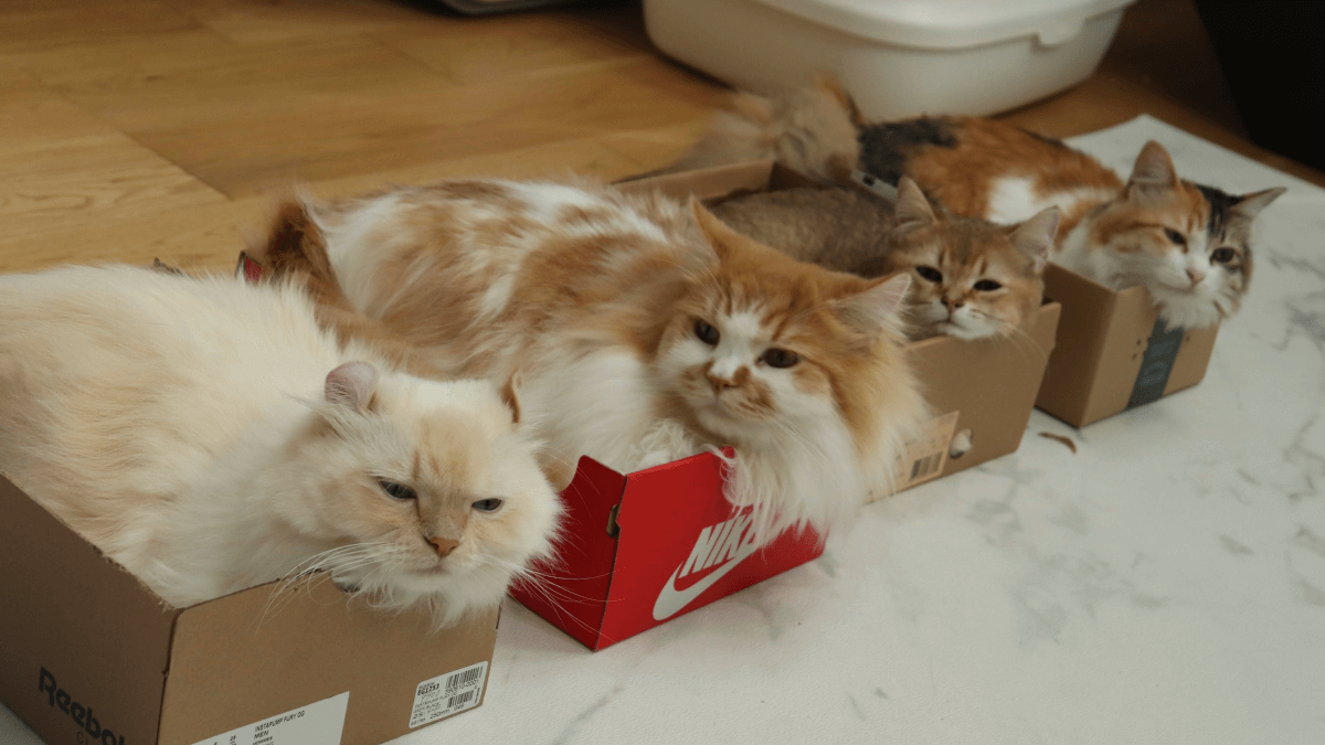 【話題】4匹ともピッタリ!!〝箱入りネコちゃんズ〟が人気沸騰!! | AppBank